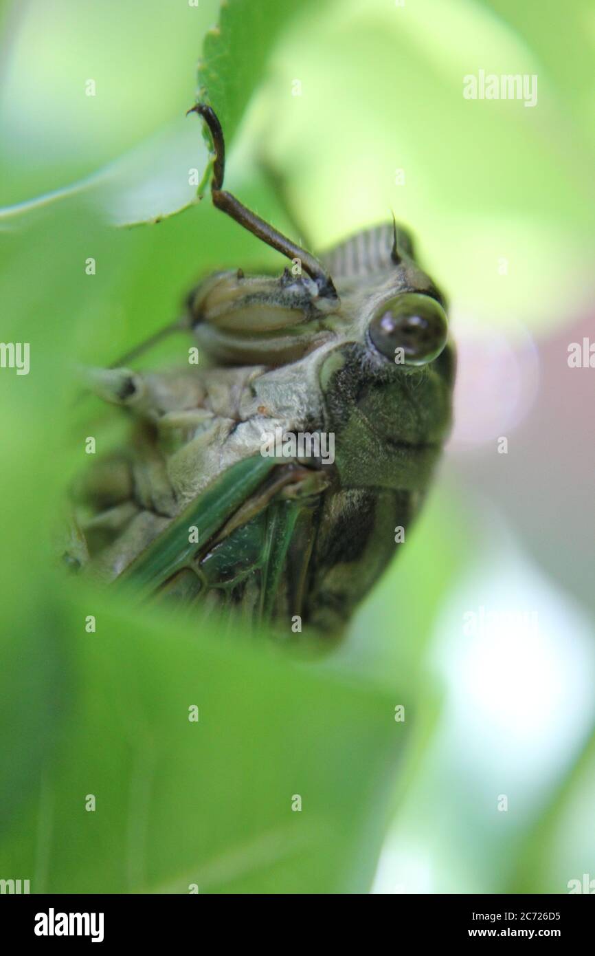 Black Prince Cicada High Resolution Stock Photography and Images - Alamy