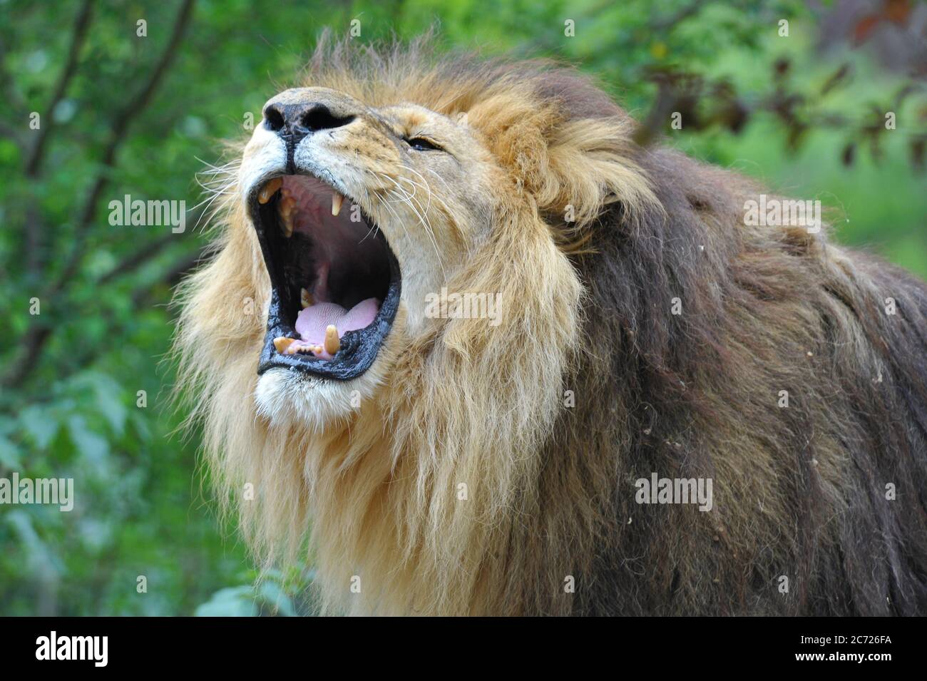 Lion jungle hi-res stock photography and images - Alamy