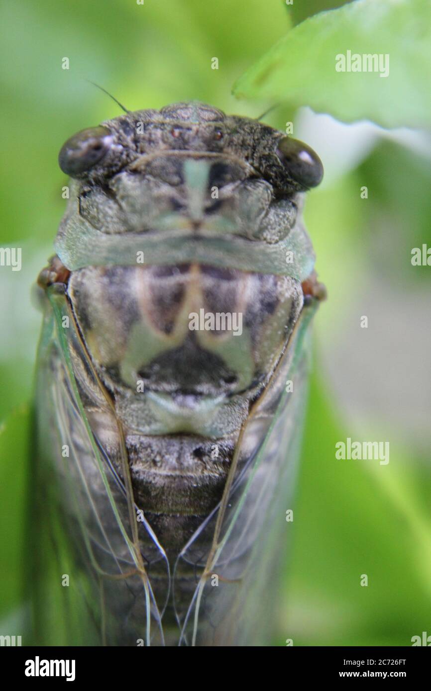 Black prince cicada hi-res stock photography and images - Alamy