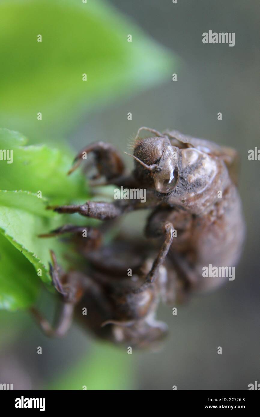 Cicada Casing High Resolution Stock Photography and Images - Alamy