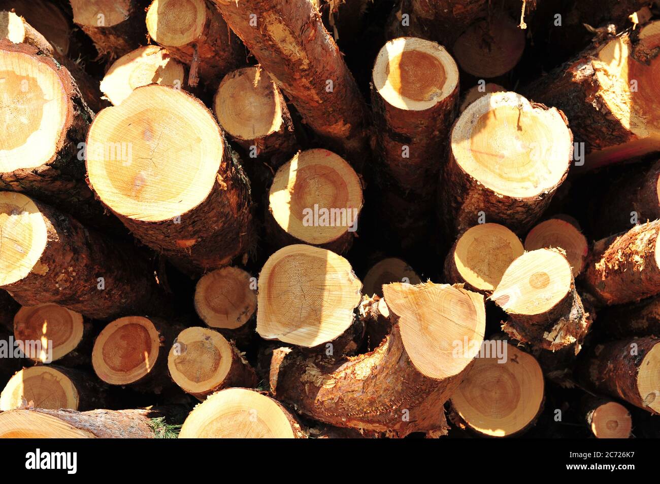 Rigid wood texture hi-res stock photography and images - Alamy
