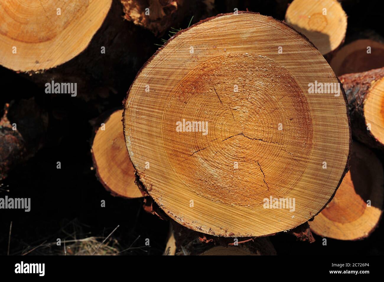Closeup of timber log. Logs in dark background. Horizontal view Stock ...