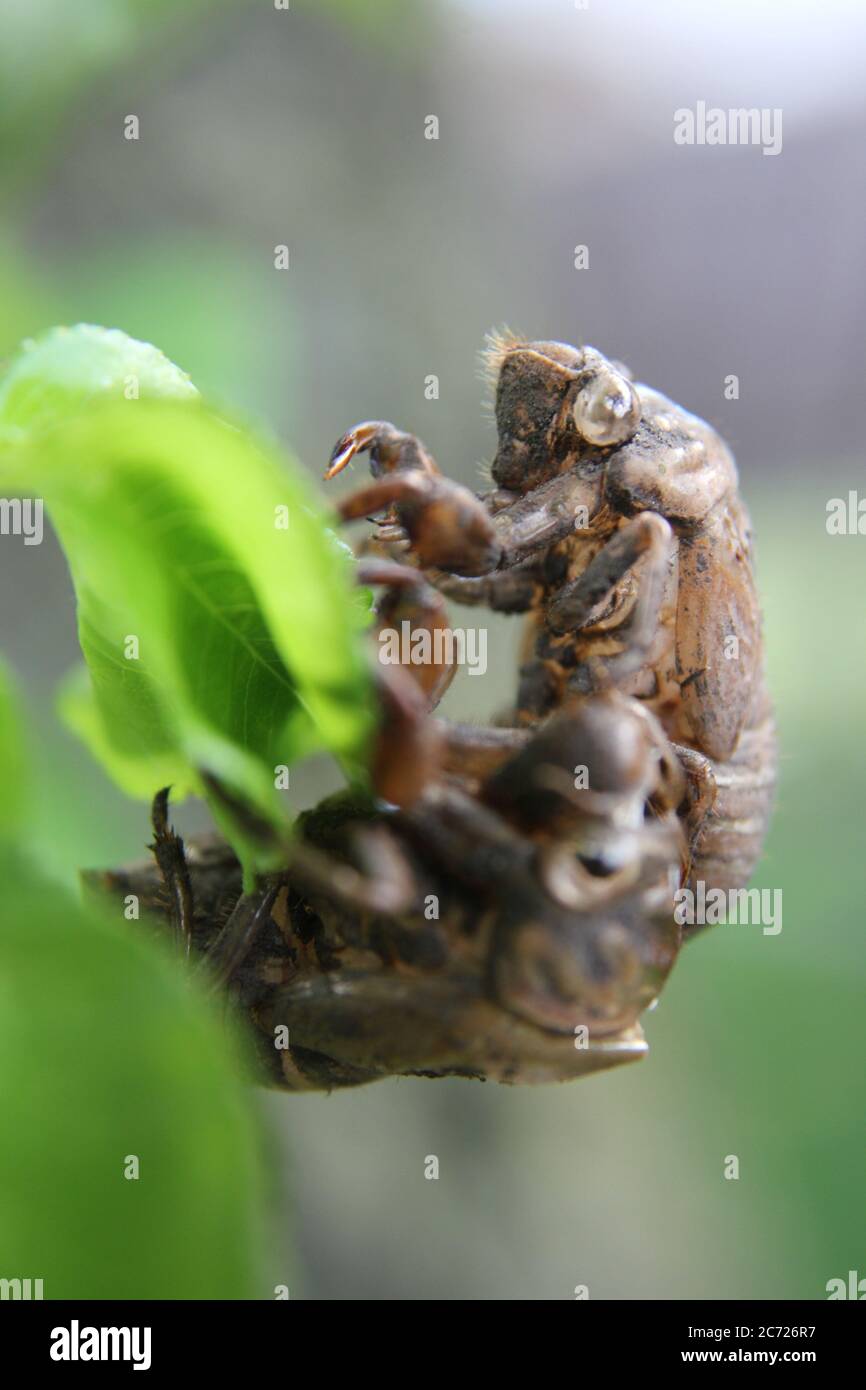 Cicada casing hi-res stock photography and images - Alamy