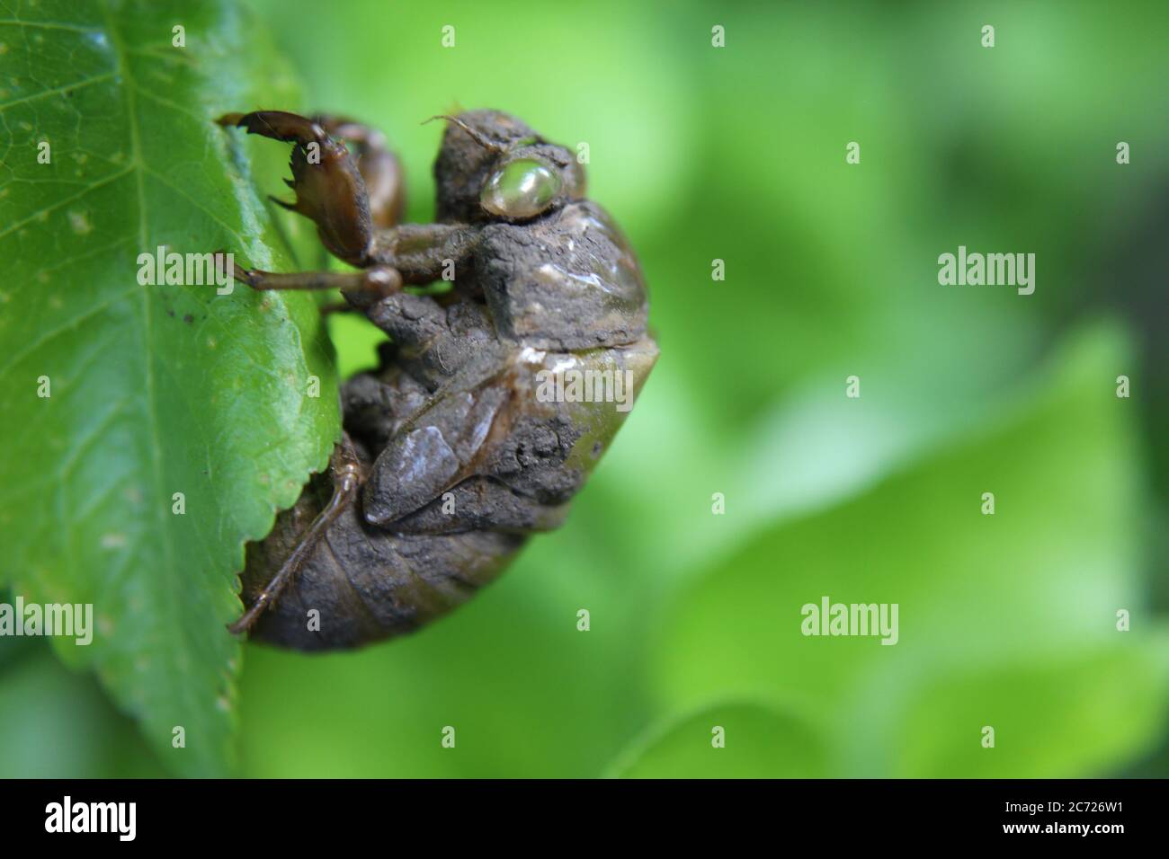 Cicada casing hi-res stock photography and images - Alamy