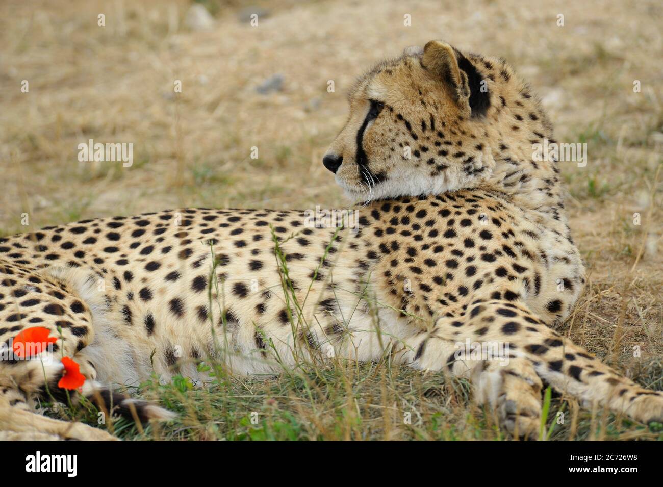 Black markings and spots hi-res stock photography and images - Alamy