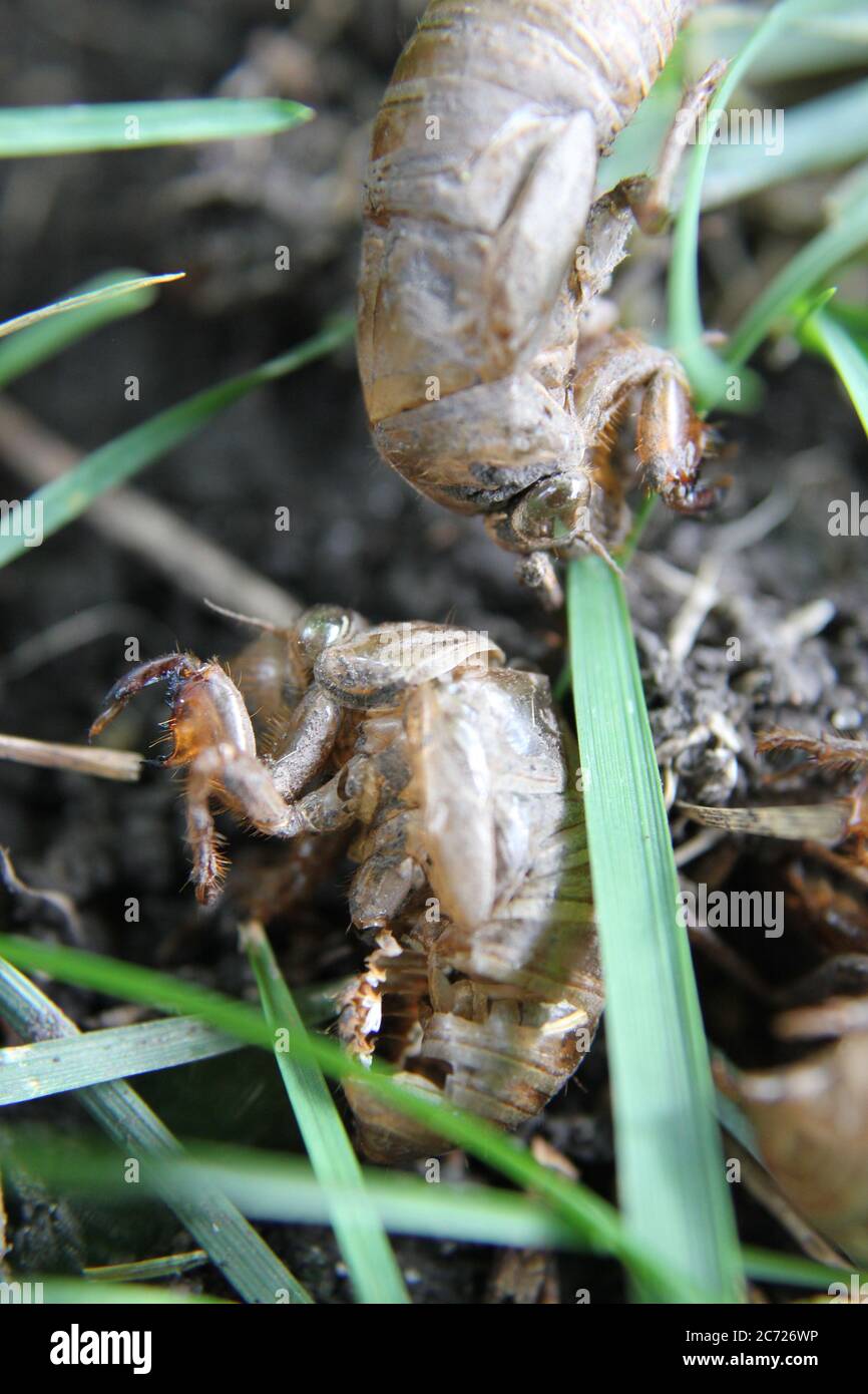 Cicada casing hi-res stock photography and images - Alamy