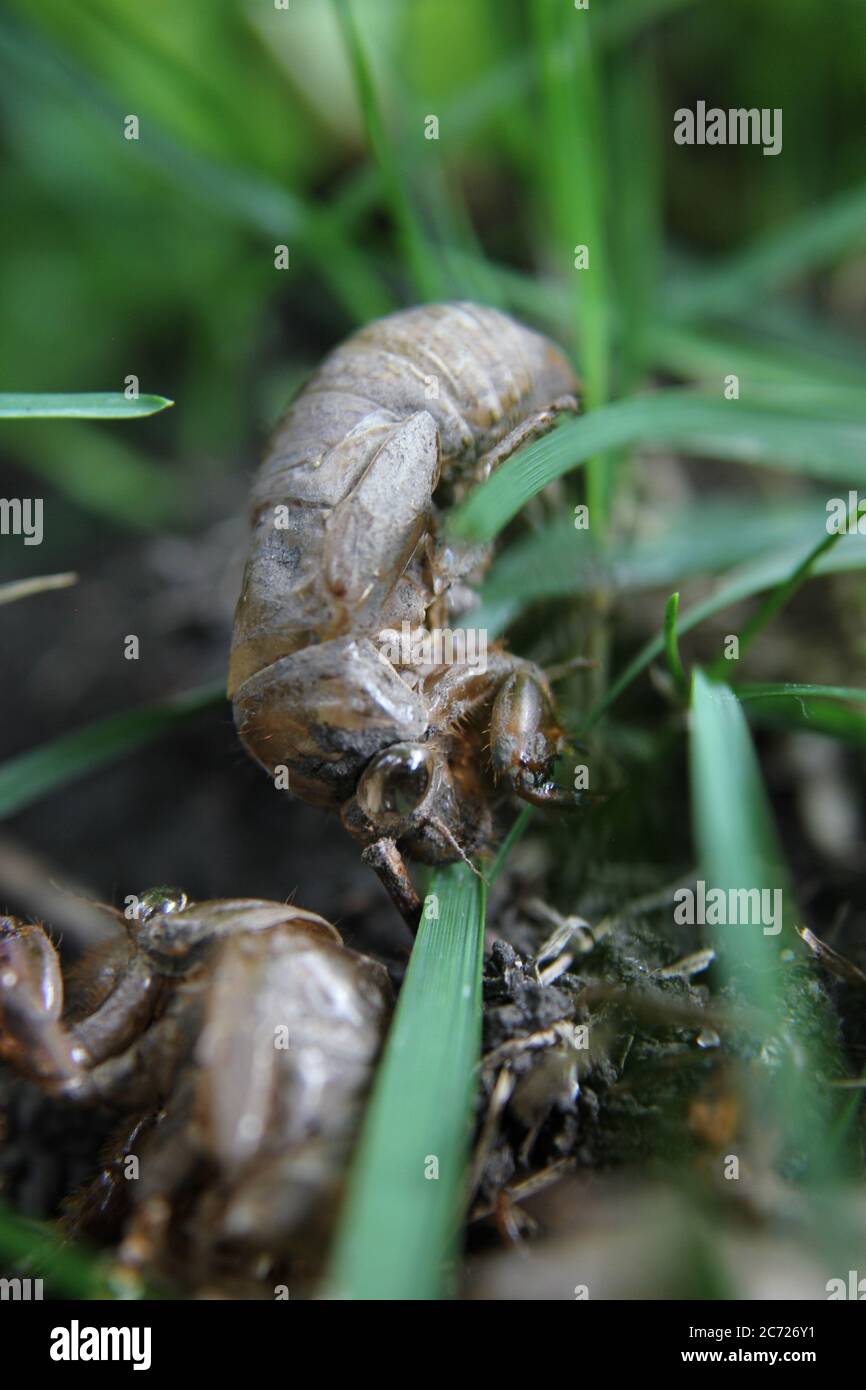 Discarded summer cicada bug shells in the backyard garden Stock Photo ...