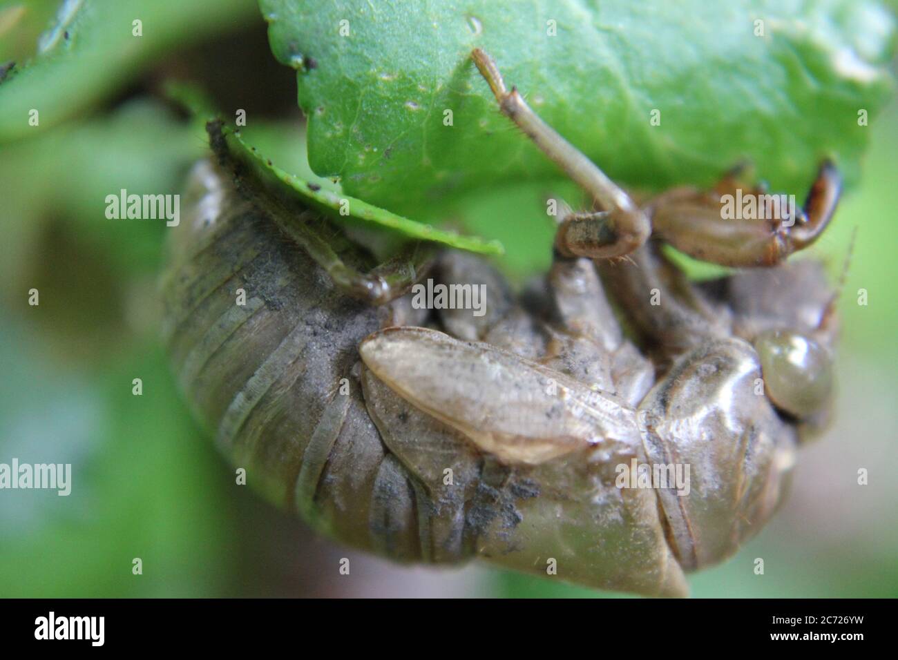 Discarded summer cicada bug shells in the backyard garden Stock Photo ...