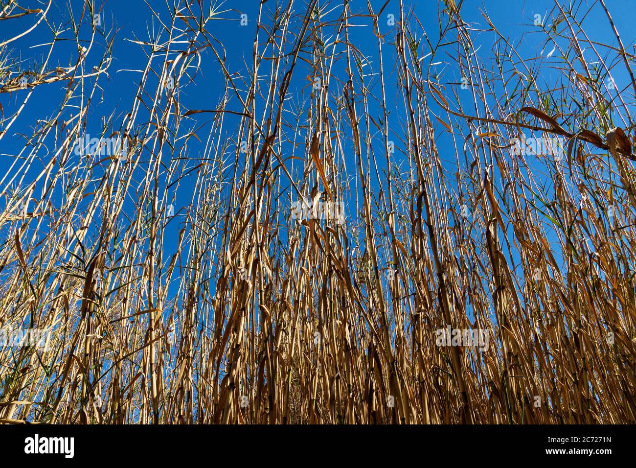 Bamboo bush hi-res stock photography and images - Alamy