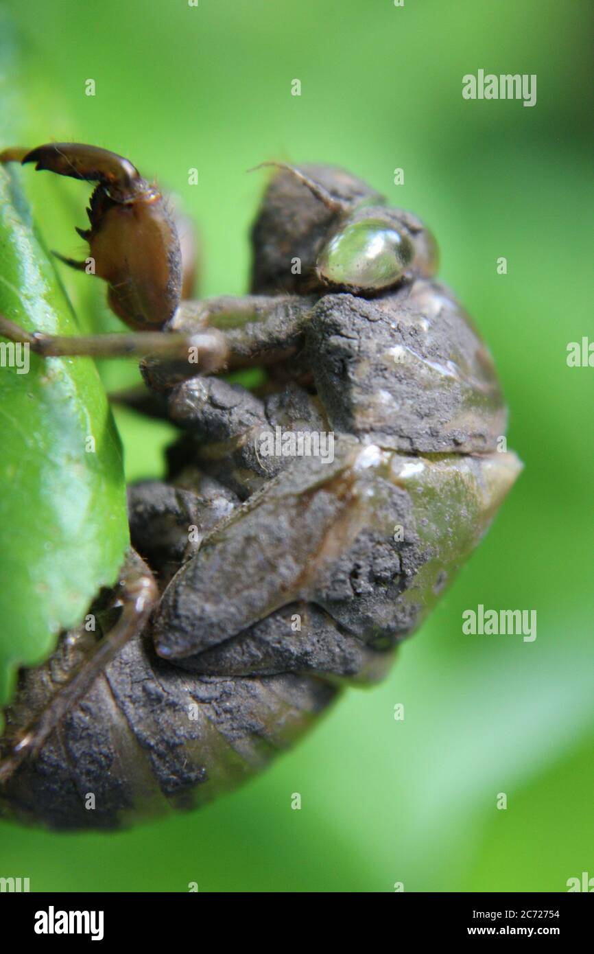 Cicada casing hi-res stock photography and images - Alamy