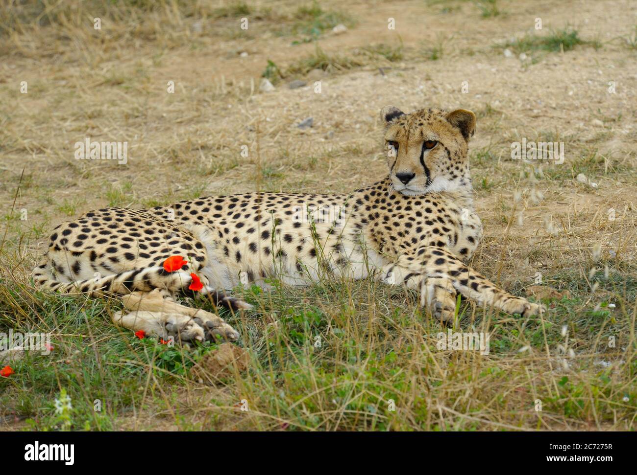 Cheetah eyesight hi-res stock photography and images - Alamy