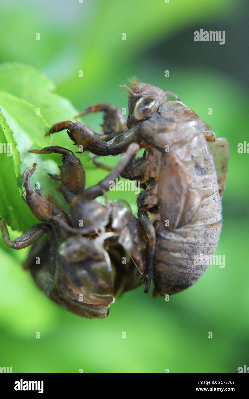 Black prince cicada hi-res stock photography and images - Alamy