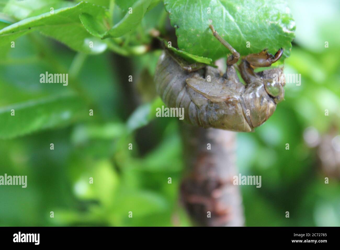 Cicada casing hi-res stock photography and images - Alamy