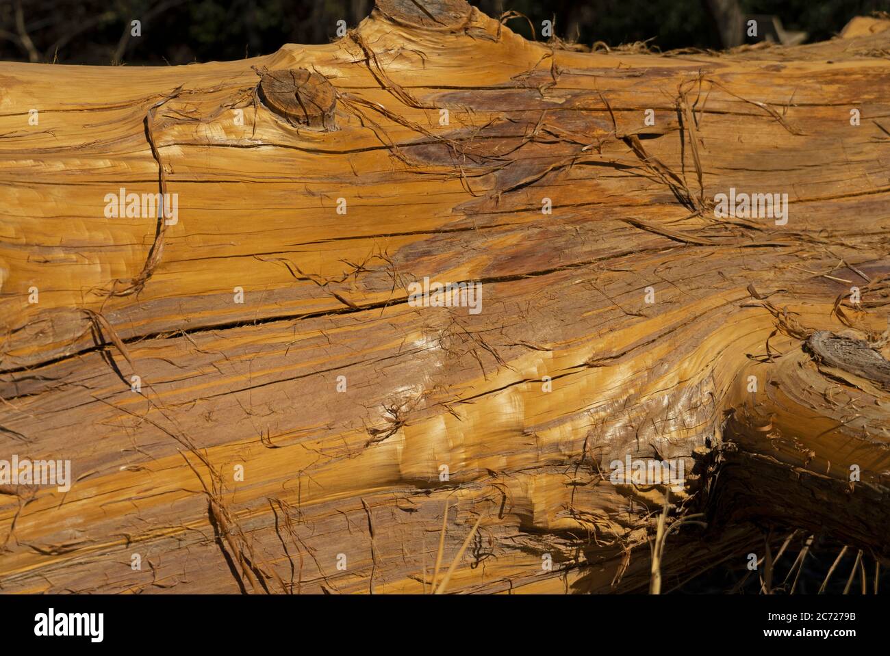 Weathered tree log hi-res stock photography and images - Alamy