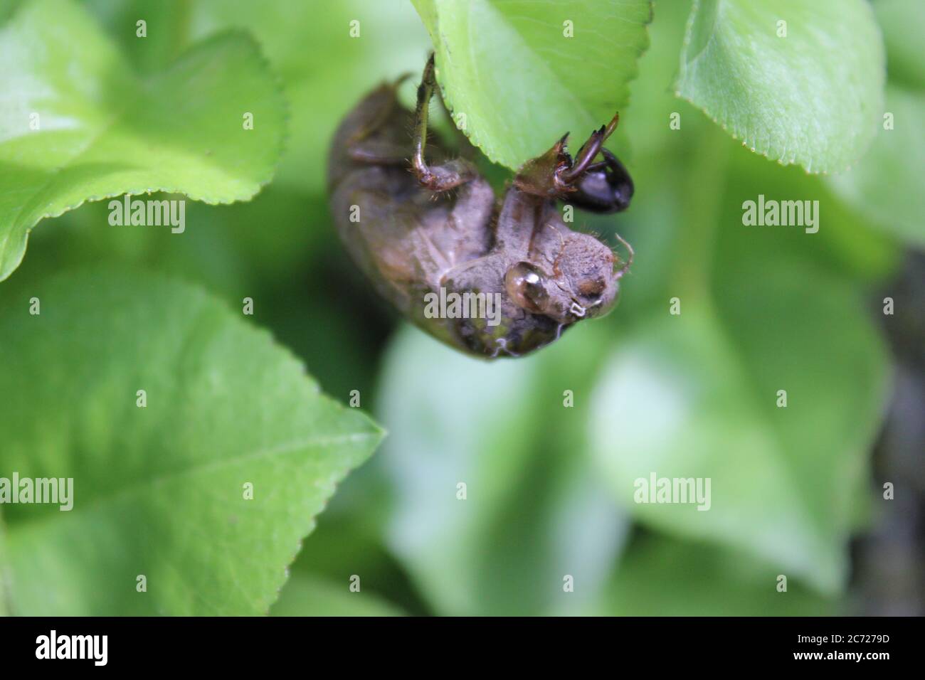 Black prince cicada hi-res stock photography and images - Alamy