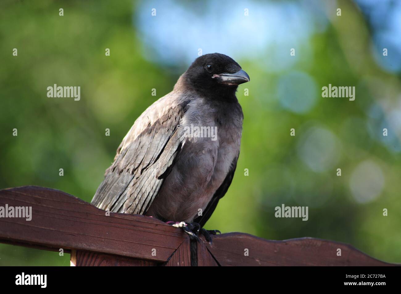 Young crow watching the world and you. This little fellow spent an ...