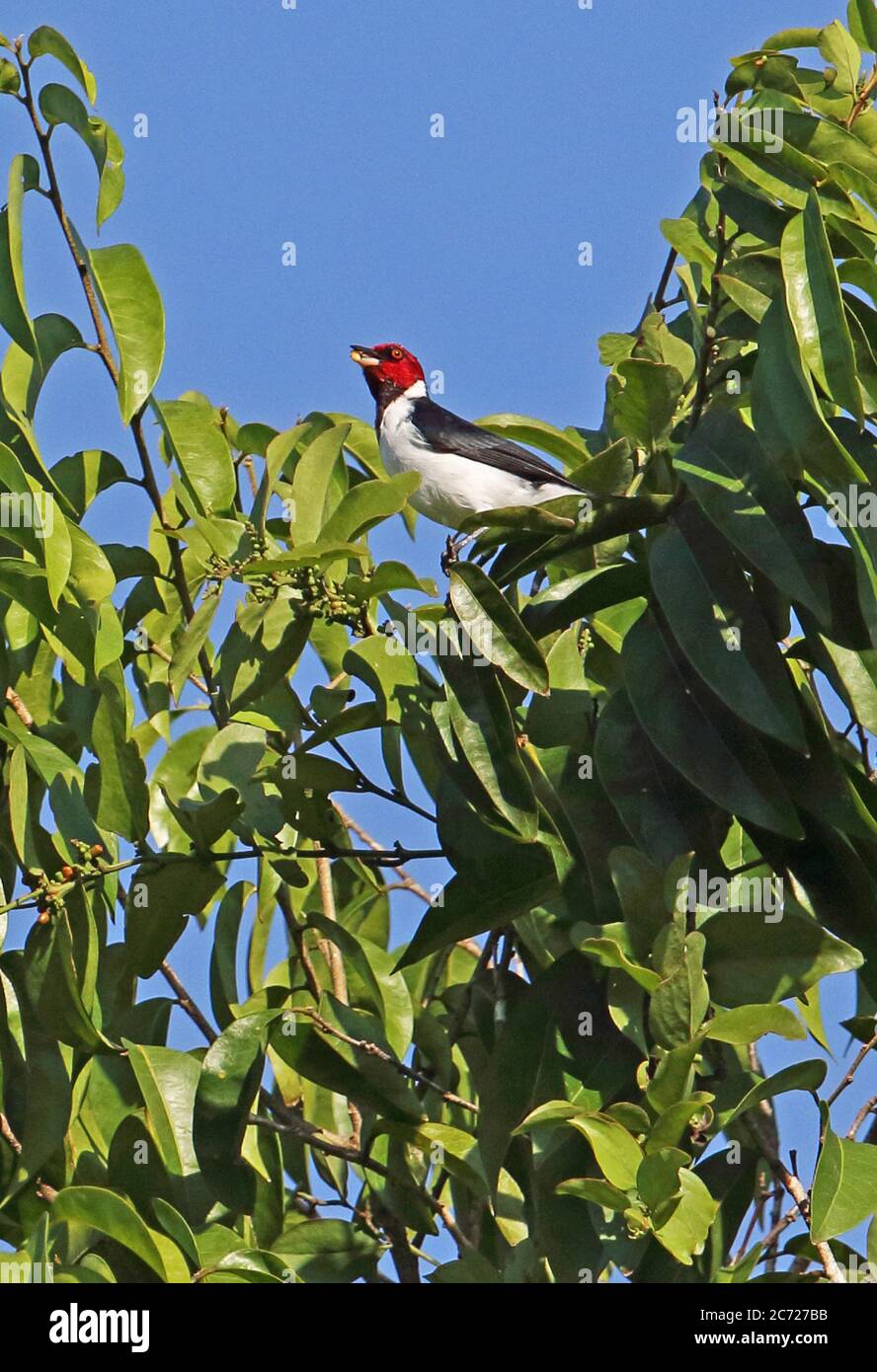Red-capped Cardinal (Paroaria gularis gularis) adult feeding in tree ...