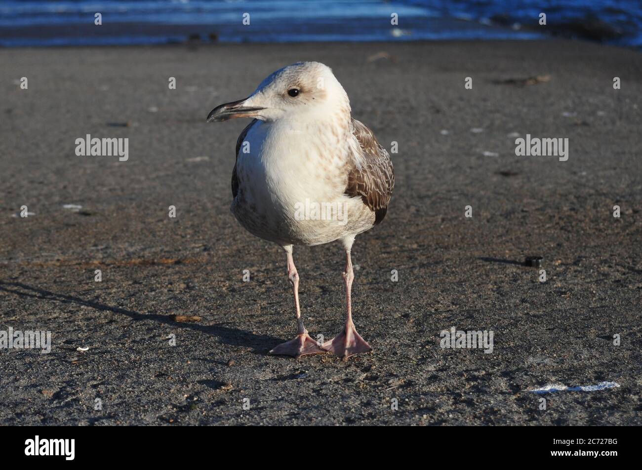 Flying left to right of image hi-res stock photography and images - Alamy