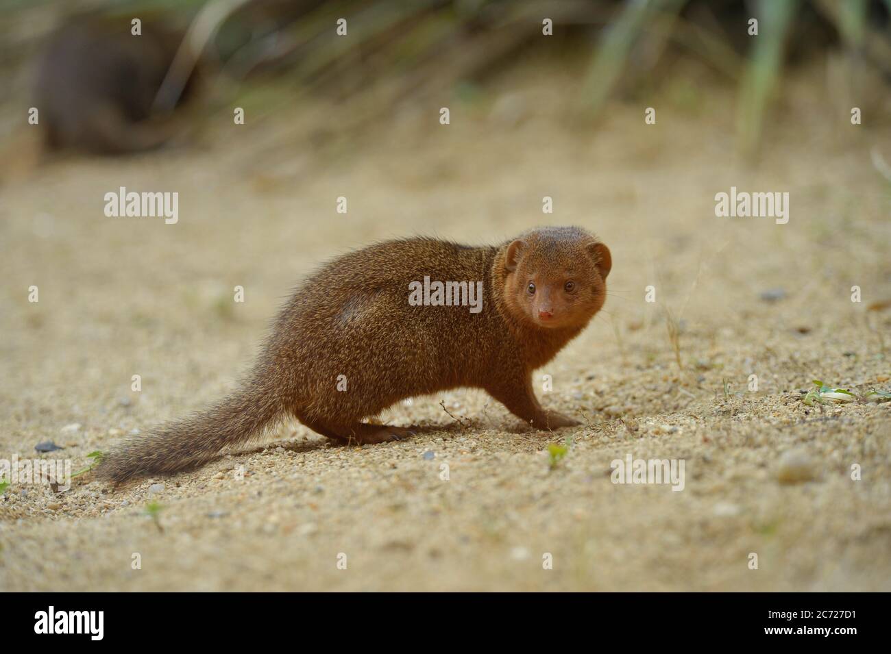 Mongoose eyes hi-res stock photography and images - Alamy