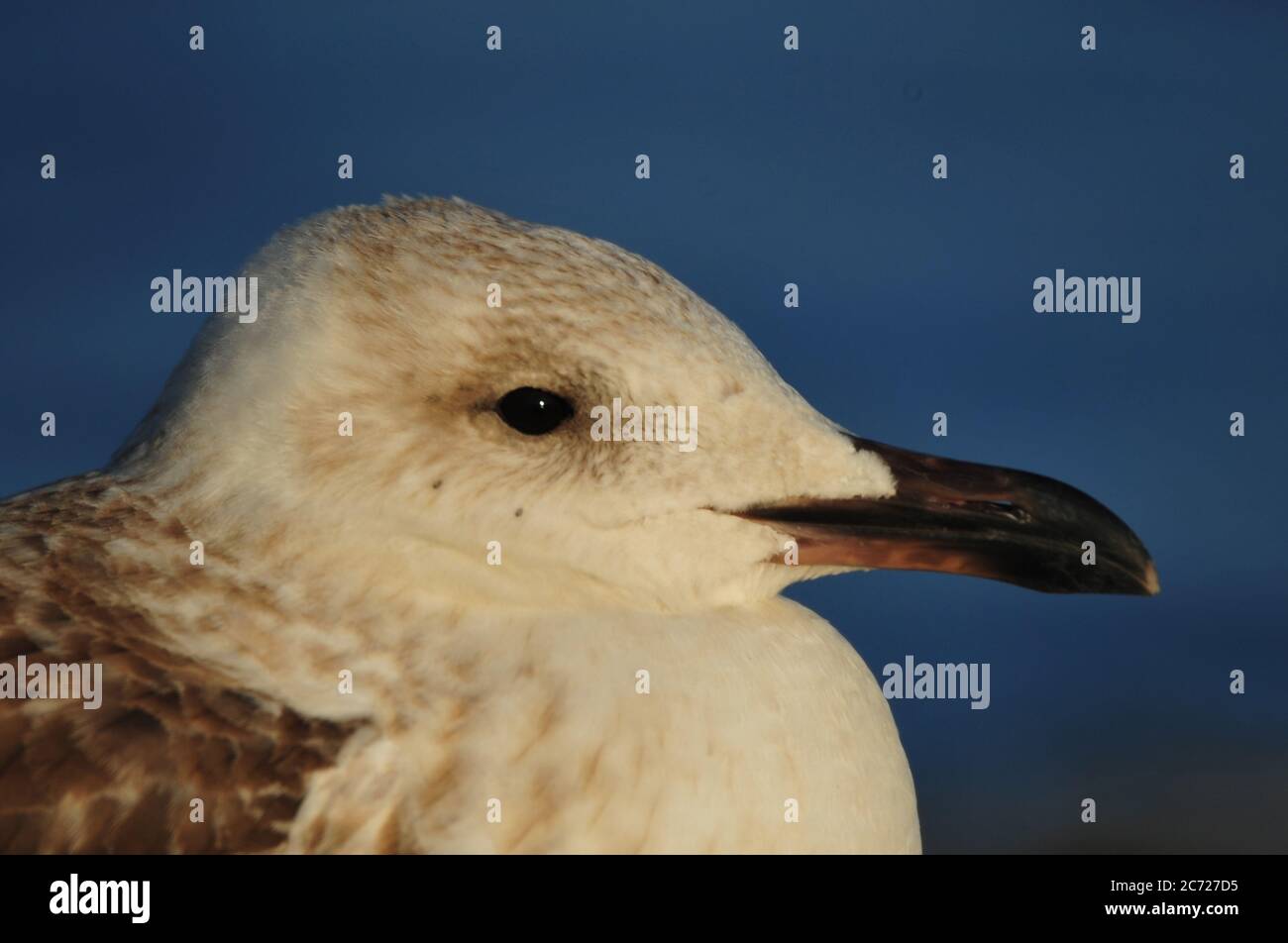 Seagull face portrait against blue sky. Closeup of bird face Stock ...