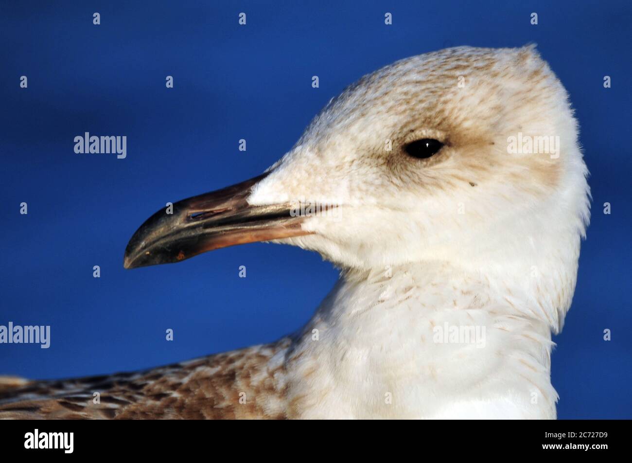Left wing portrait hi-res stock photography and images - Alamy