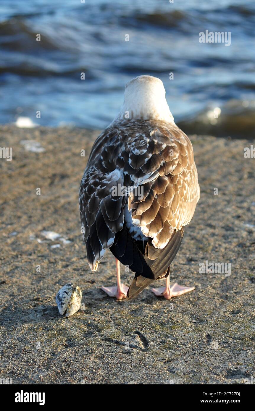 Vertical photo of young seagull with injured wing Stock Photo - Alamy