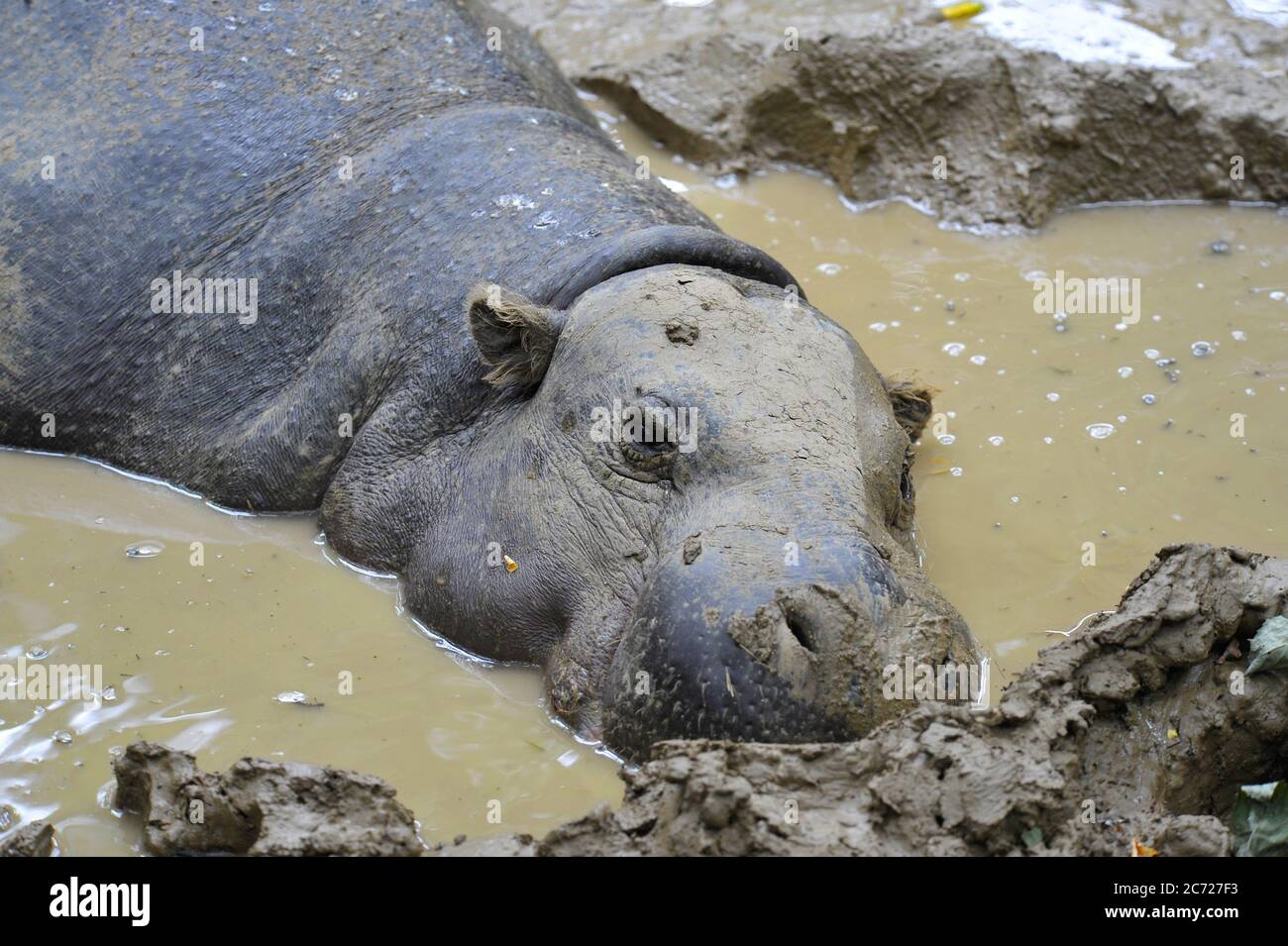 Pygmy hippo choeropsis liberiensis hi-res stock photography and images ...