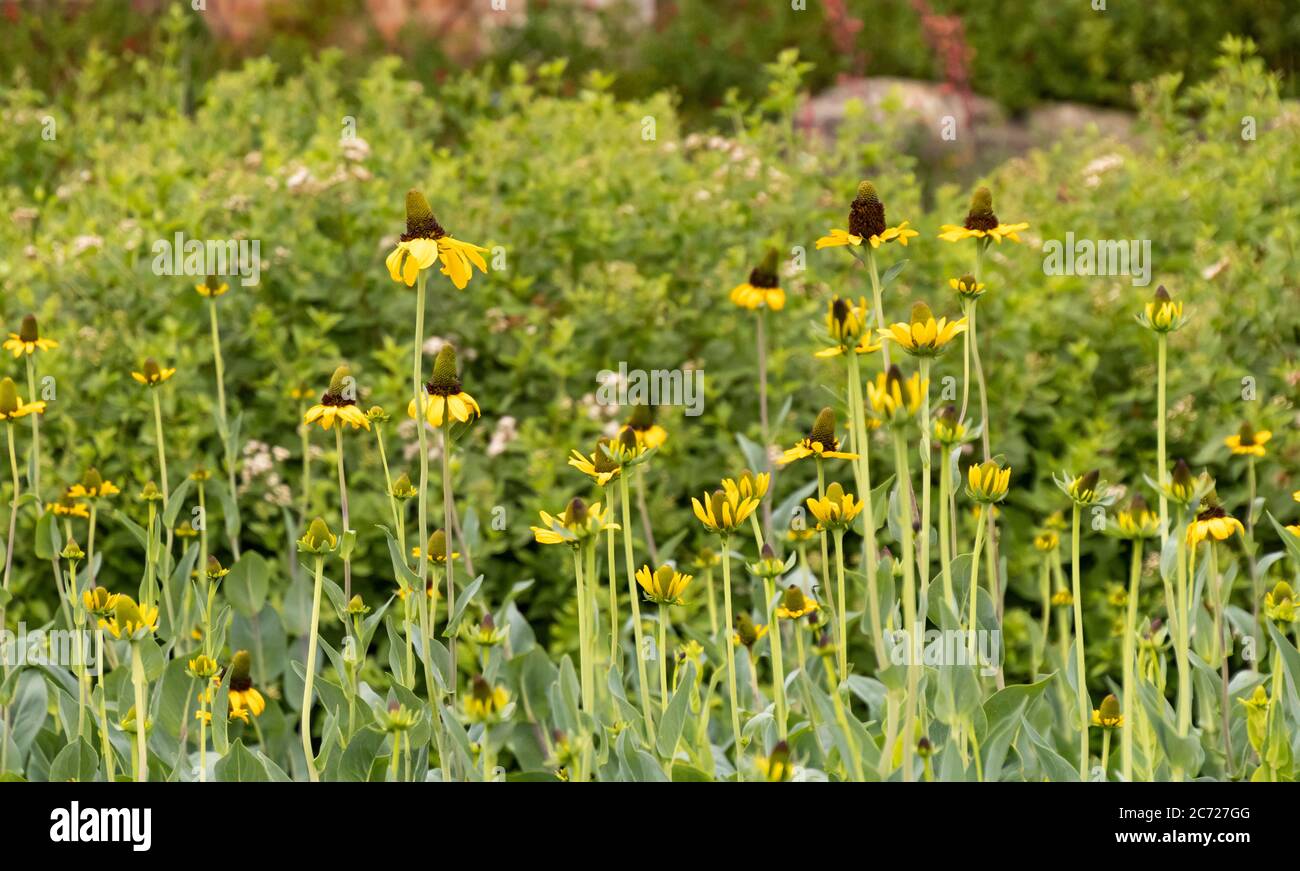 Yellow Giant Coneflowers in a flower bed with a green background Stock ...