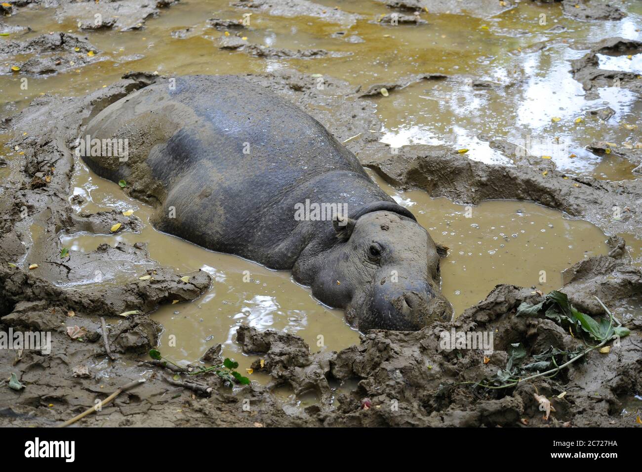 Pygmy hippo hi-res stock photography and images - Alamy