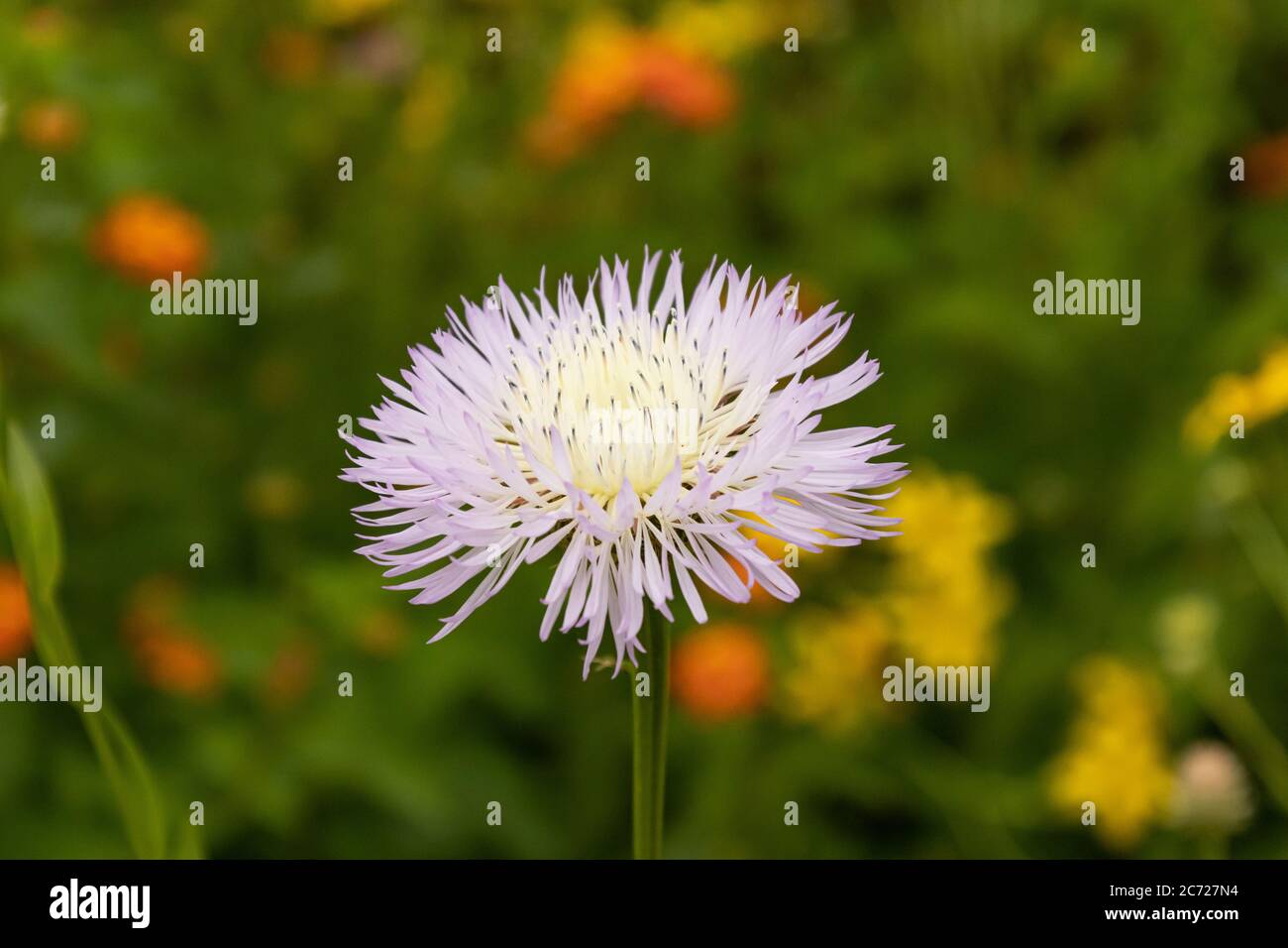 Thistle backgrounds hi-res stock photography and images - Alamy