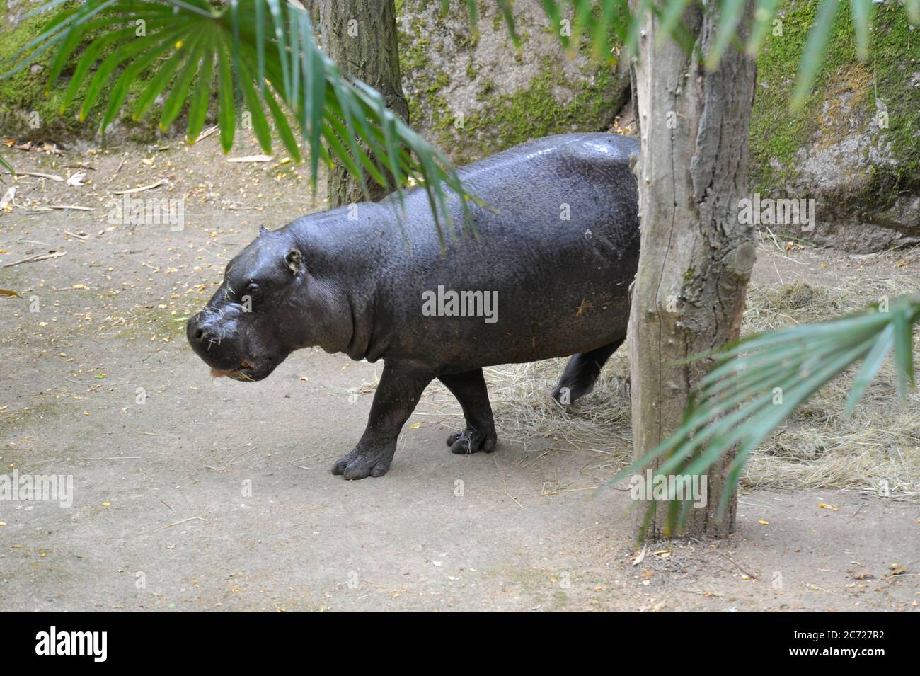 Pygmy hippo hi-res stock photography and images - Alamy