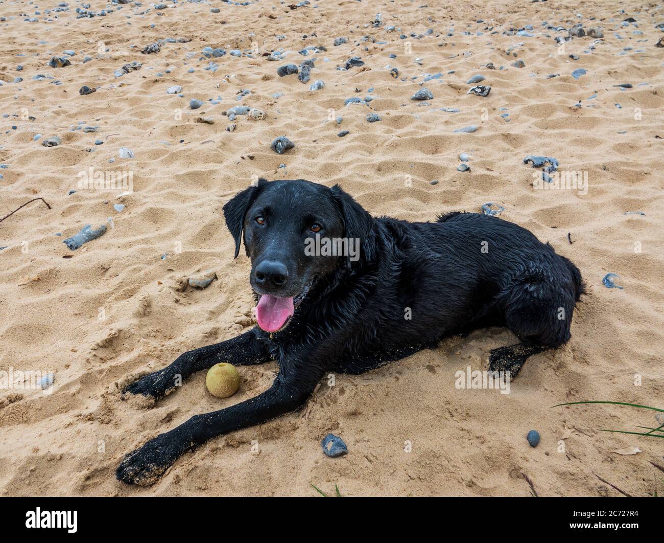 Black Labrador retriever lying on the beach, resting after playtime ...