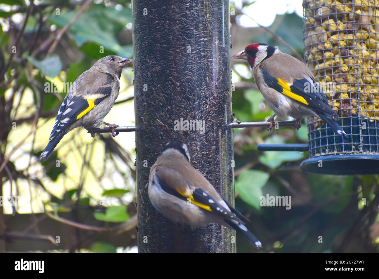 European goldfinches eating niger seeds of British garden birds feeder ...