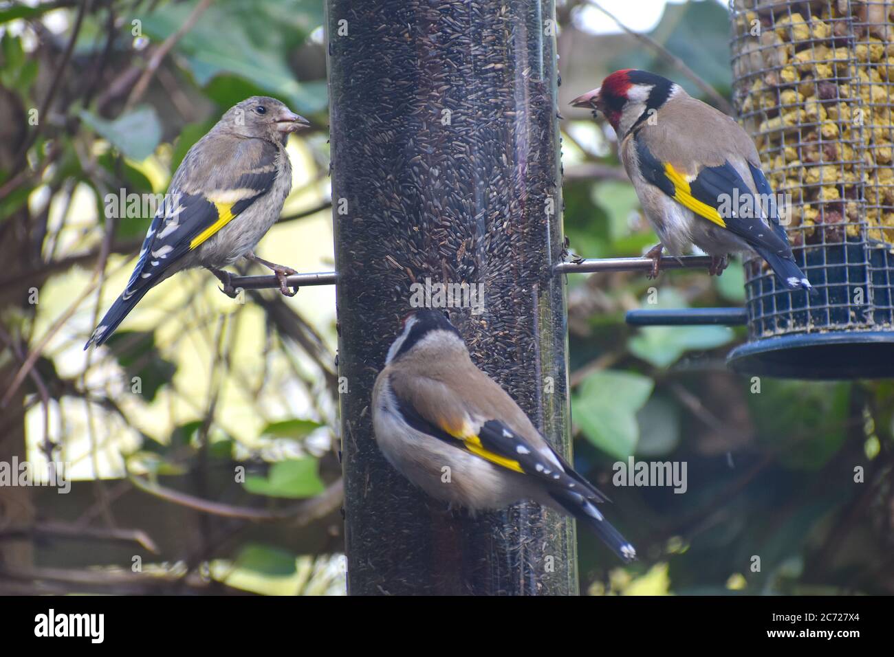 Adult goldfinch has black and white head with colourful red face and ...