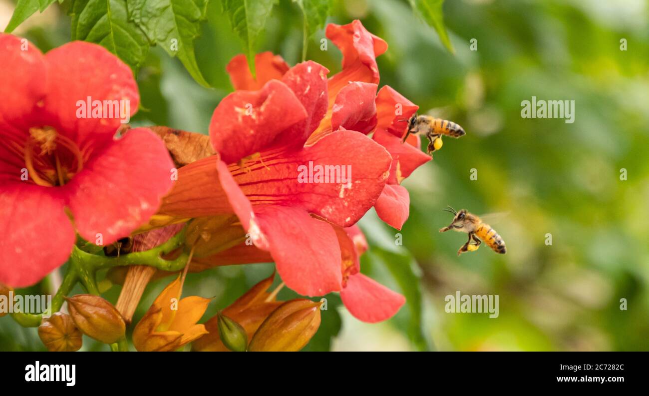 Closeup of Two Bees flying toward orange Trumpet Creeper flowers Stock ...
