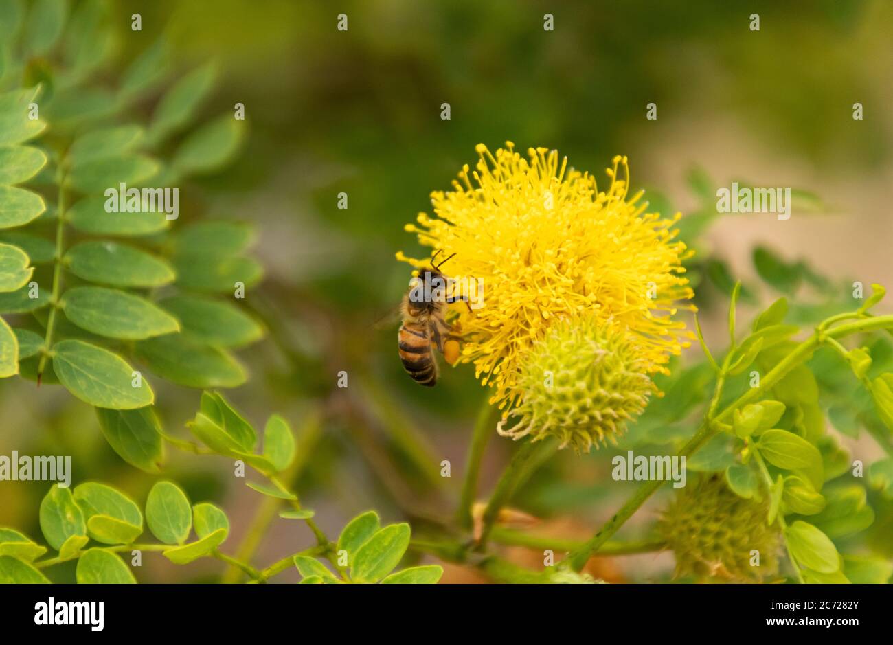 Goldenball hi-res stock photography and images - Alamy