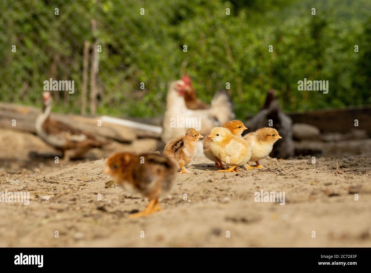 Beautiful little chickens on a background of hens Stock Photo - Alamy