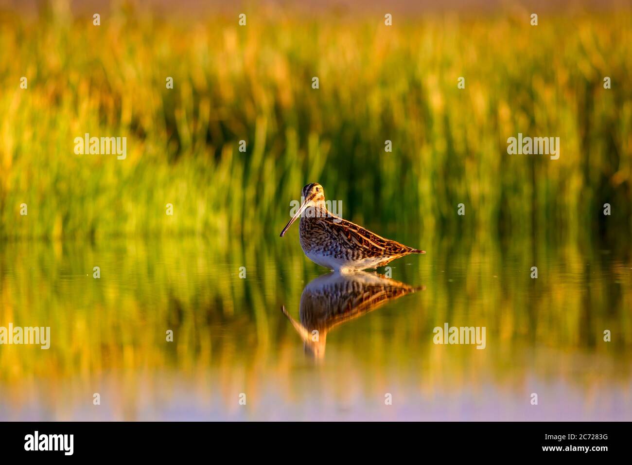 Lake and bird. Natural background. Green, yellow lake background. Water ...