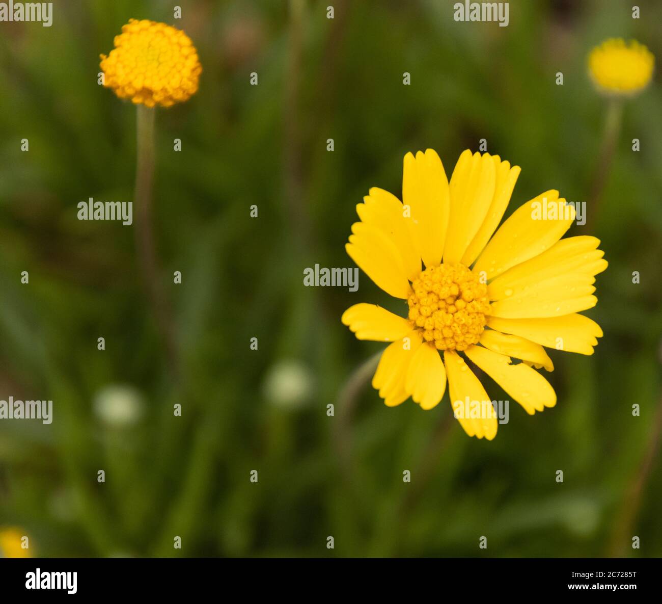 Closeup of a yellow Aster Bitterweed wildflower with a green background ...