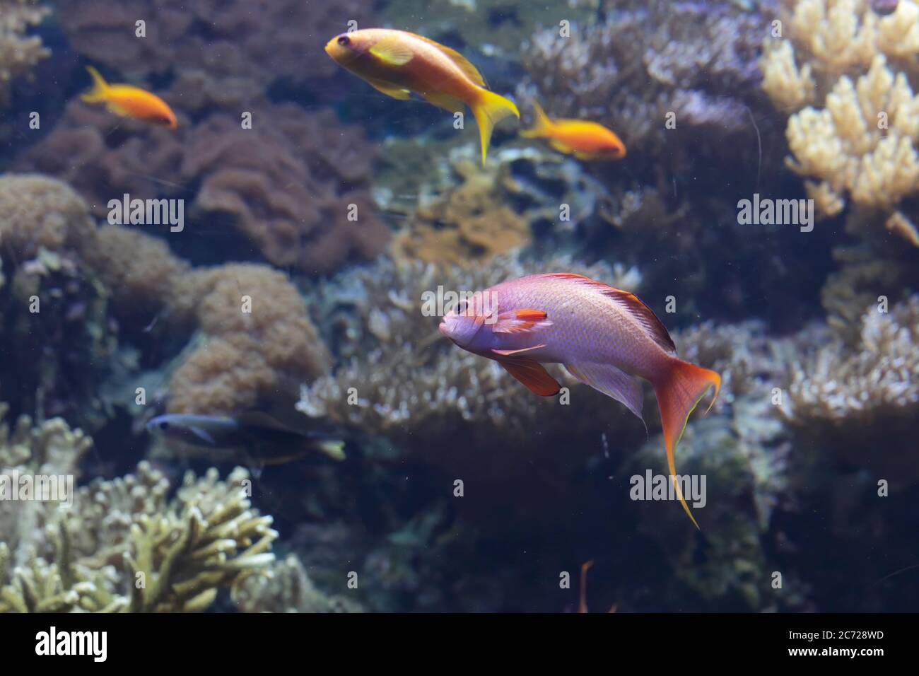 Red sea water tropical fish. Aquarium photo Stock Photo - Alamy
