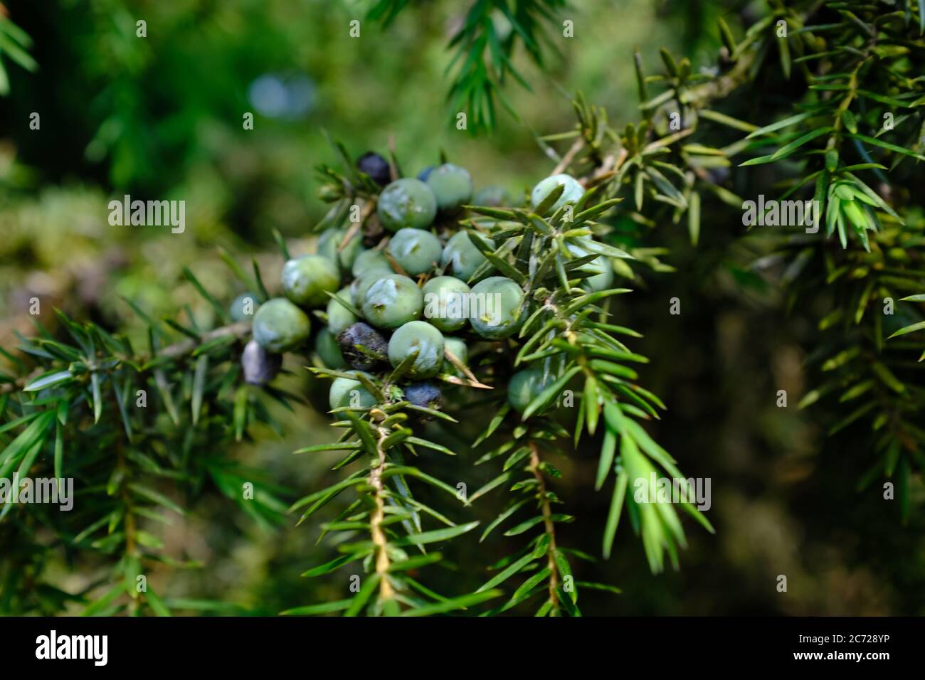 Juniper bush hi-res stock photography and images - Alamy