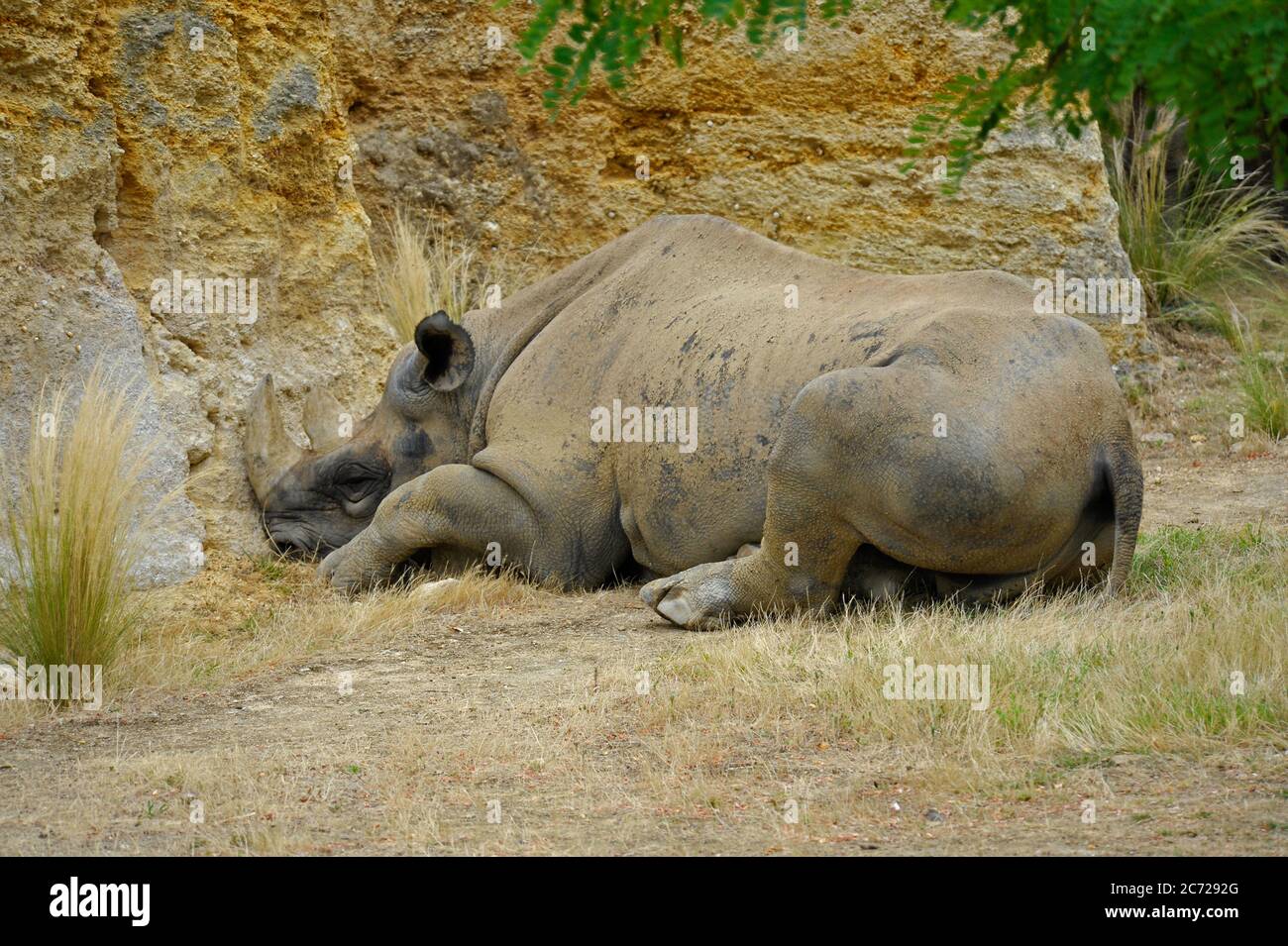 Hooked lip rhinoceros hi-res stock photography and images - Alamy