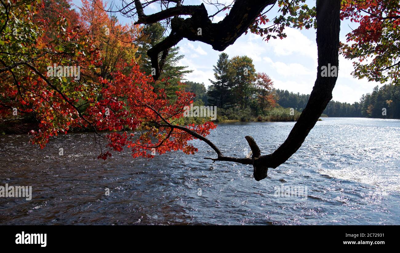 Red river maple hi-res stock photography and images - Alamy