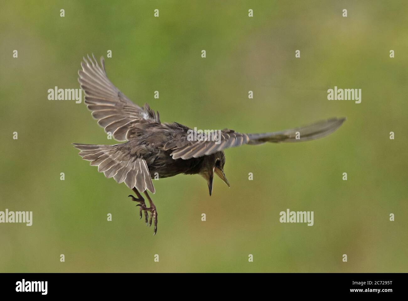 Common Starling (Sturnus vulgaris vulgaris) immature calling in flight ...
