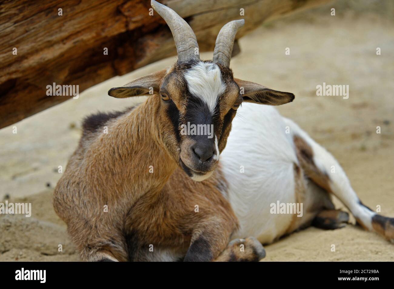 African goat farming hi-res stock photography and images - Alamy