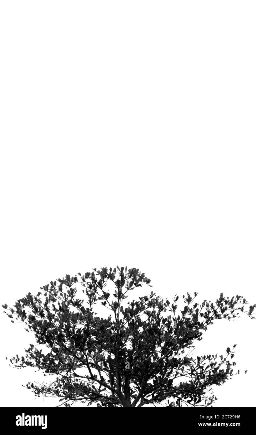Terminalia trees Black and White Stock Photos & Images - Alamy