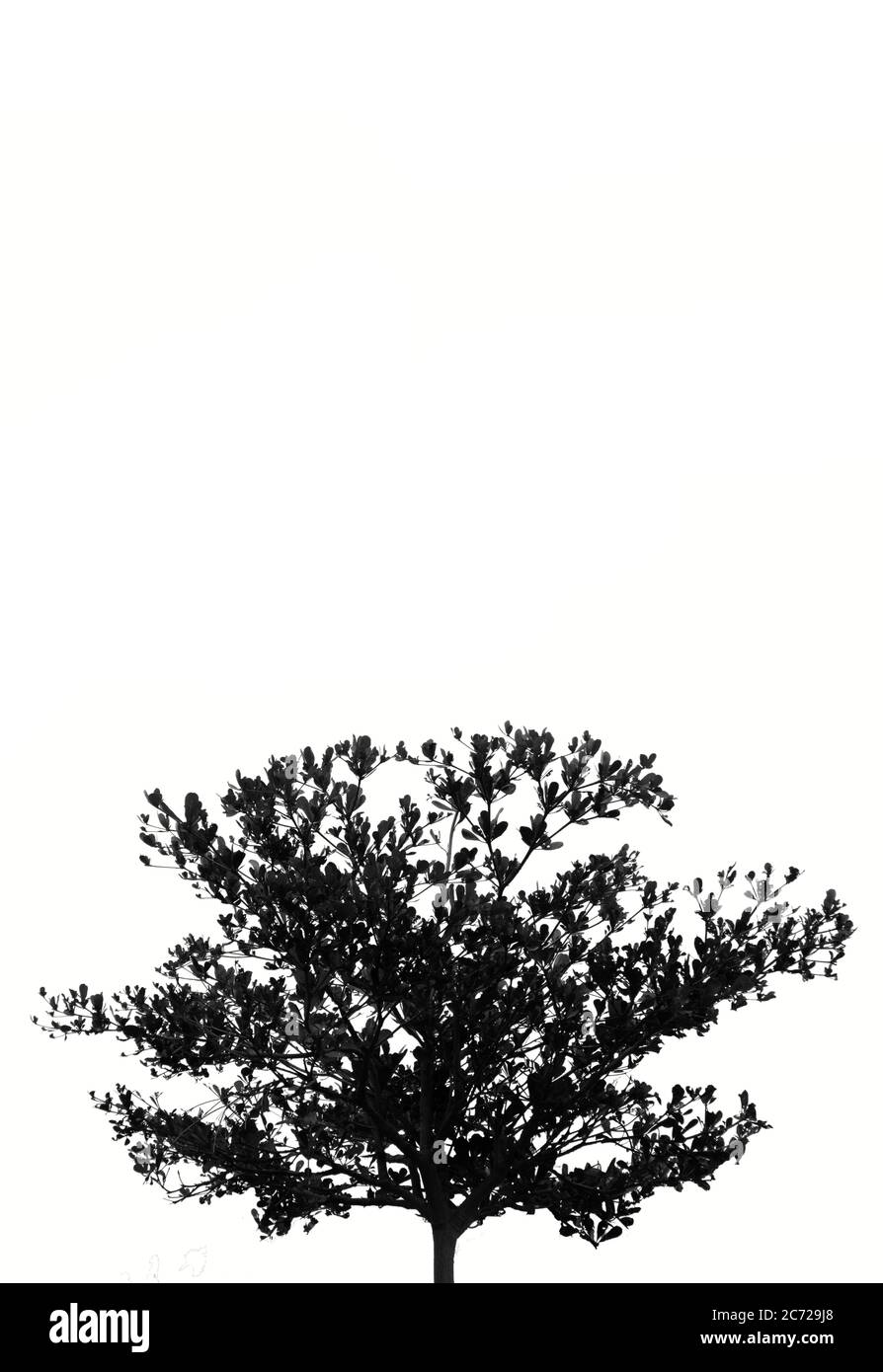 Terminalia trees hi-res stock photography and images - Alamy