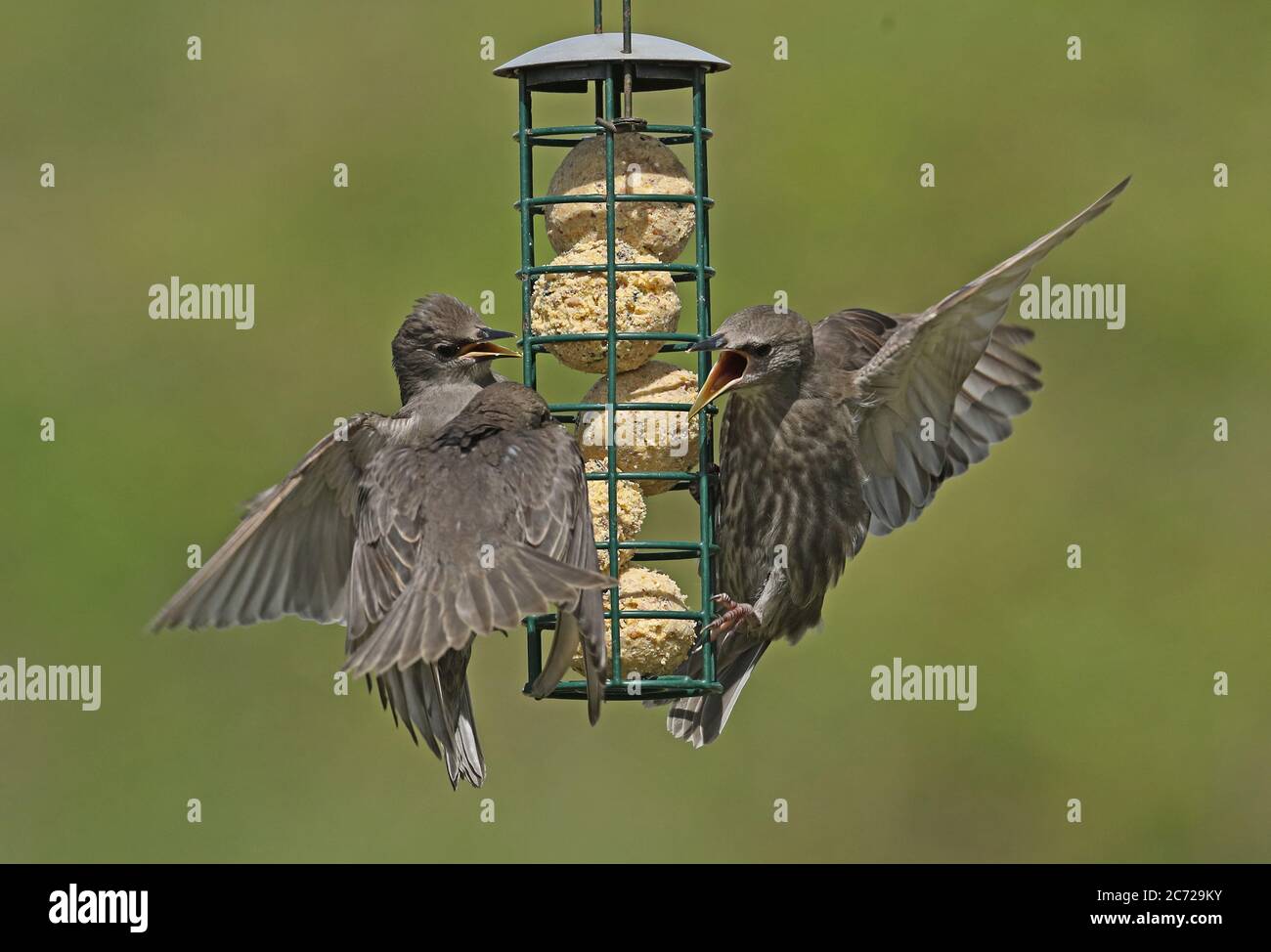 Adult and juveniles common starling hi-res stock photography and images ...