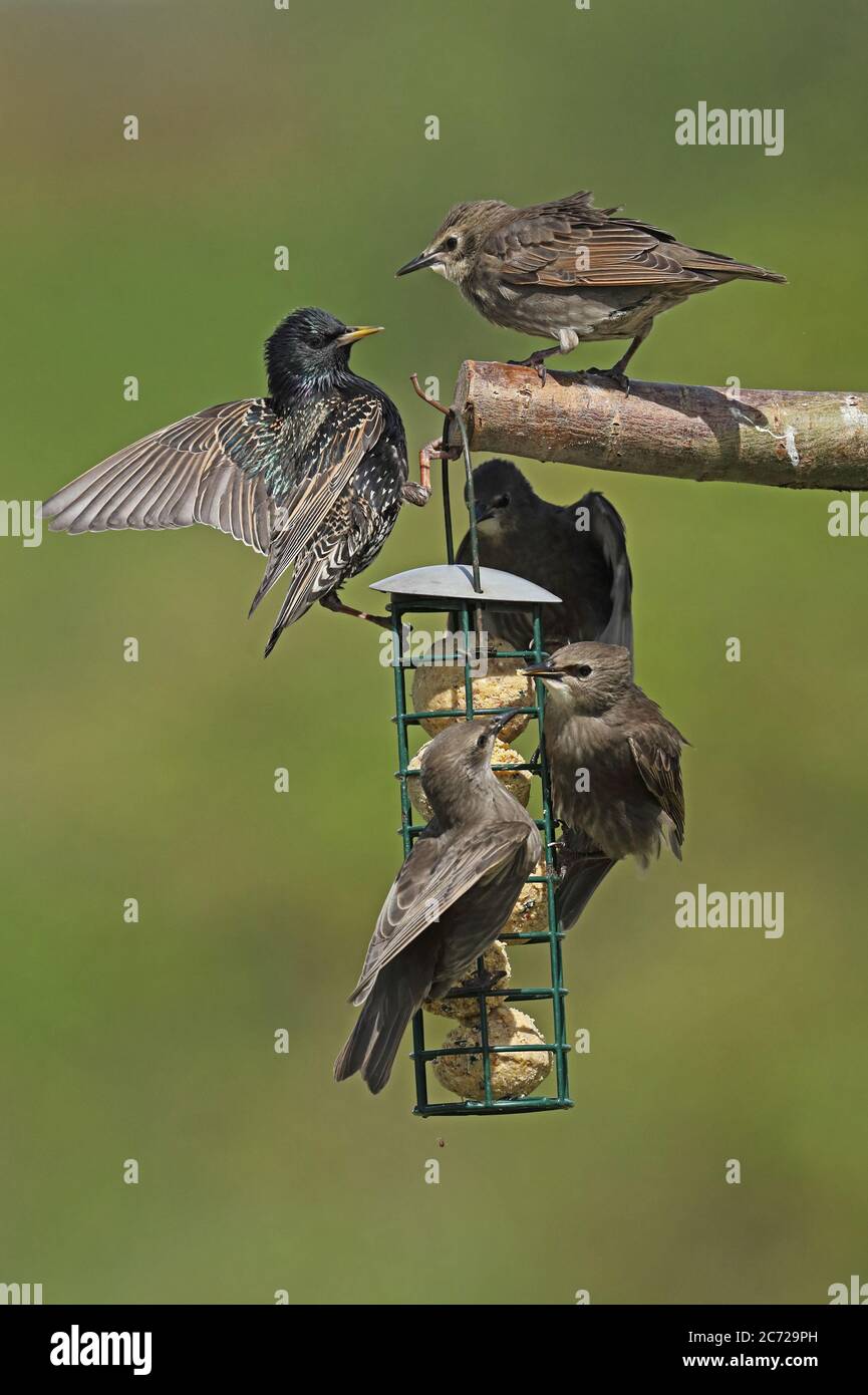 Adult and juveniles common starling hi-res stock photography and images ...