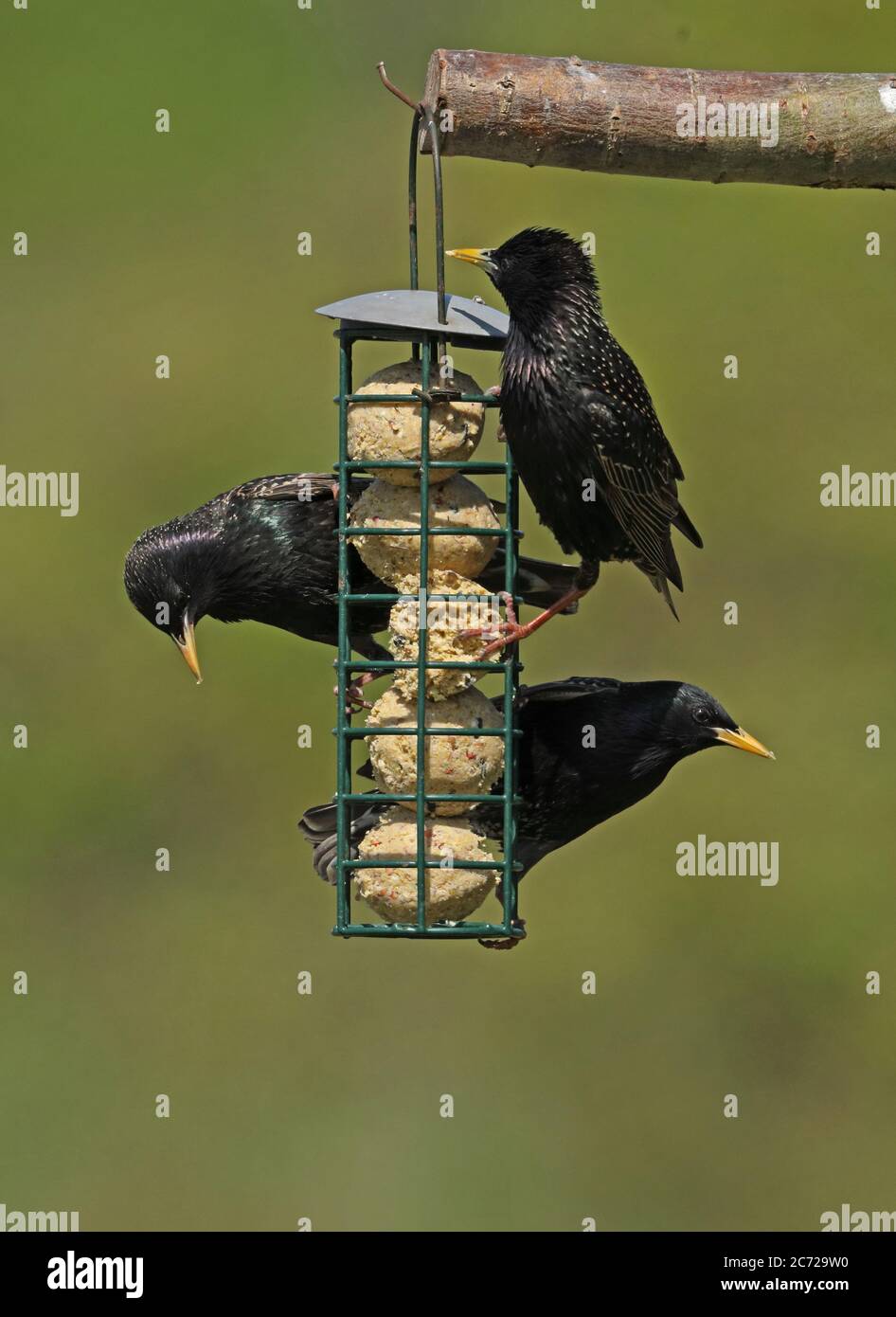 Common Starling (Sturnus vulgaris vulgaris) adults feeding and fighting ...